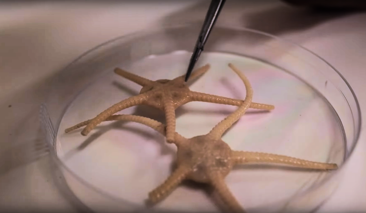 Microplastics found in animals from 1970s! - Filtered by PlanetCare | Home